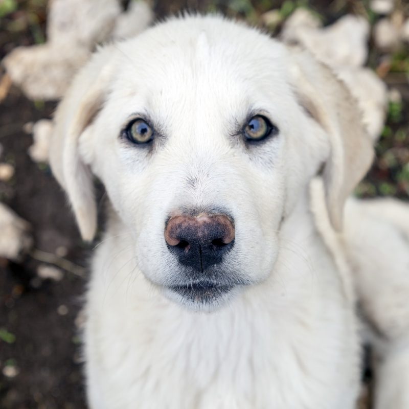 8 Facts About the Akbash - Greenfield Puppies