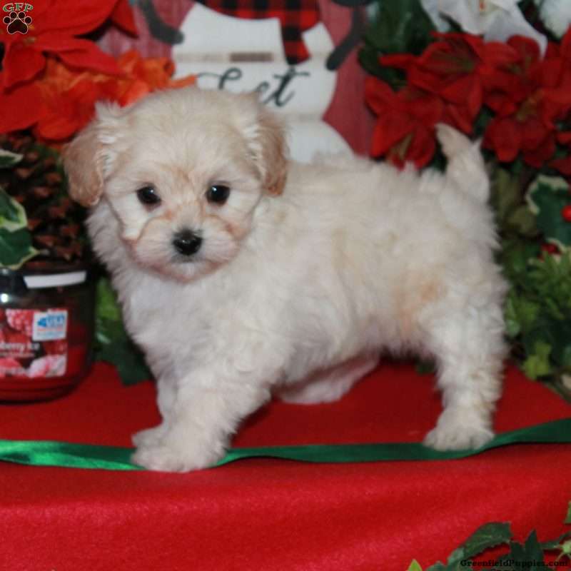Lhasa-Poo Puppies For Sale | Greenfield Puppies