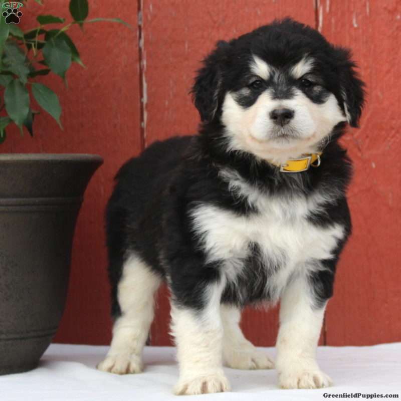 Alaskan Malamute Mix Puppies For Sale | Greenfield Puppies