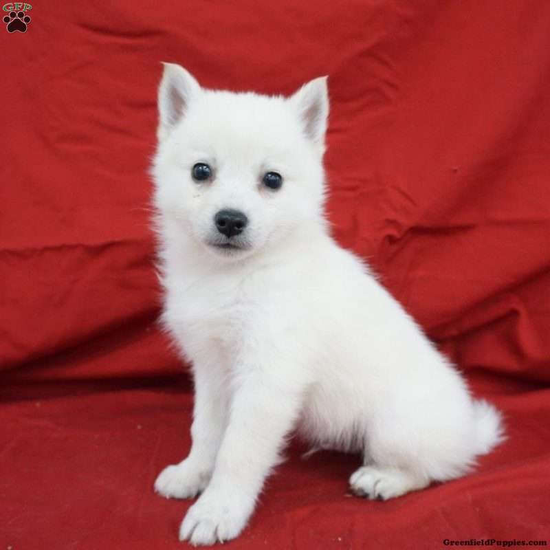 American Eskimo Mix Puppies For Sale | Greenfield Puppies