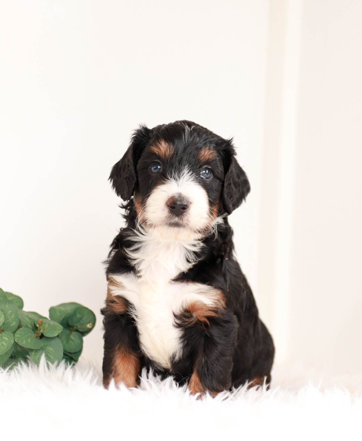 Elmer Smucker - Greenfield Puppies