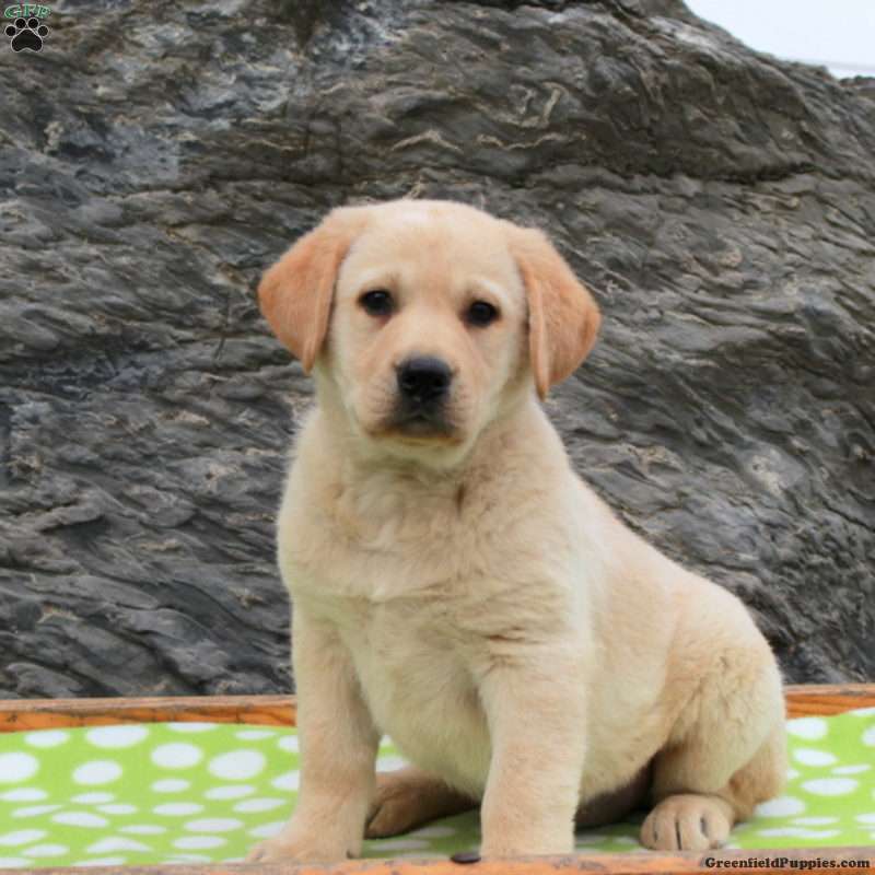 Labrador Mix Puppies For Sale | Greenfield Puppies