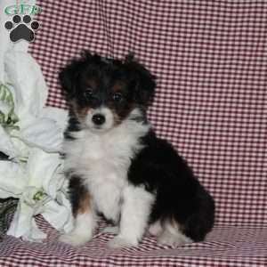 Sheltidoodle Puppies For Sale | Greenfield Puppies