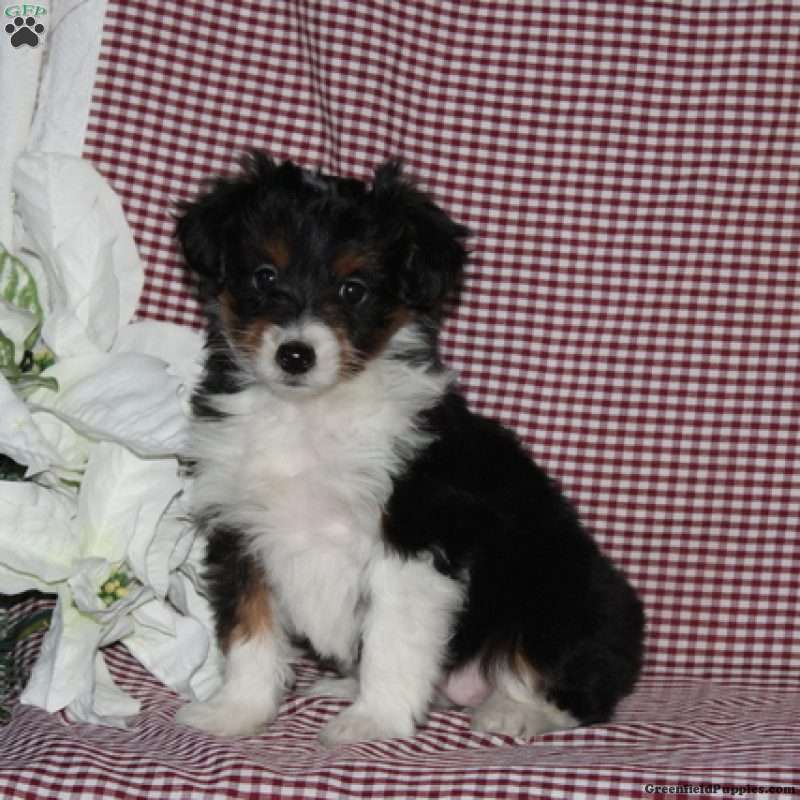 Sheltidoodle Puppies For Sale | Greenfield Puppies