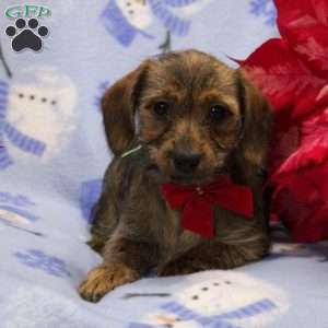 Dorkie Puppies For Sale | Greenfield Puppies