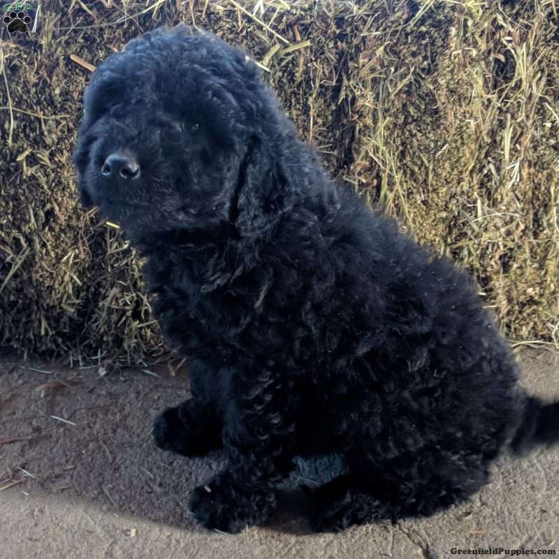 Chesa-Poo Puppies for Sale | Greenfield Puppies
