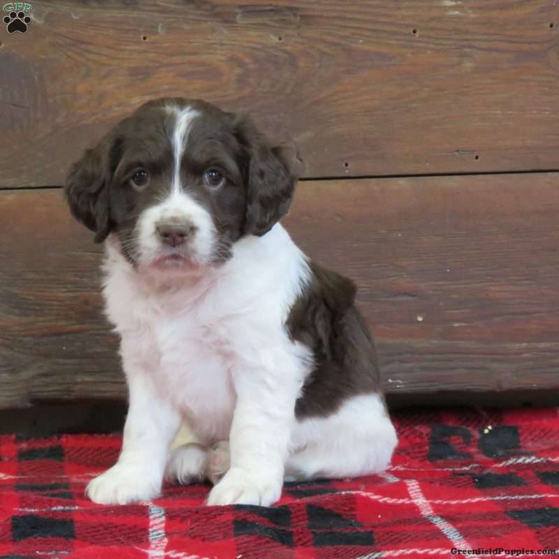 English Springer Spaniel Mix Puppies for Sale | Greenfield Puppies
