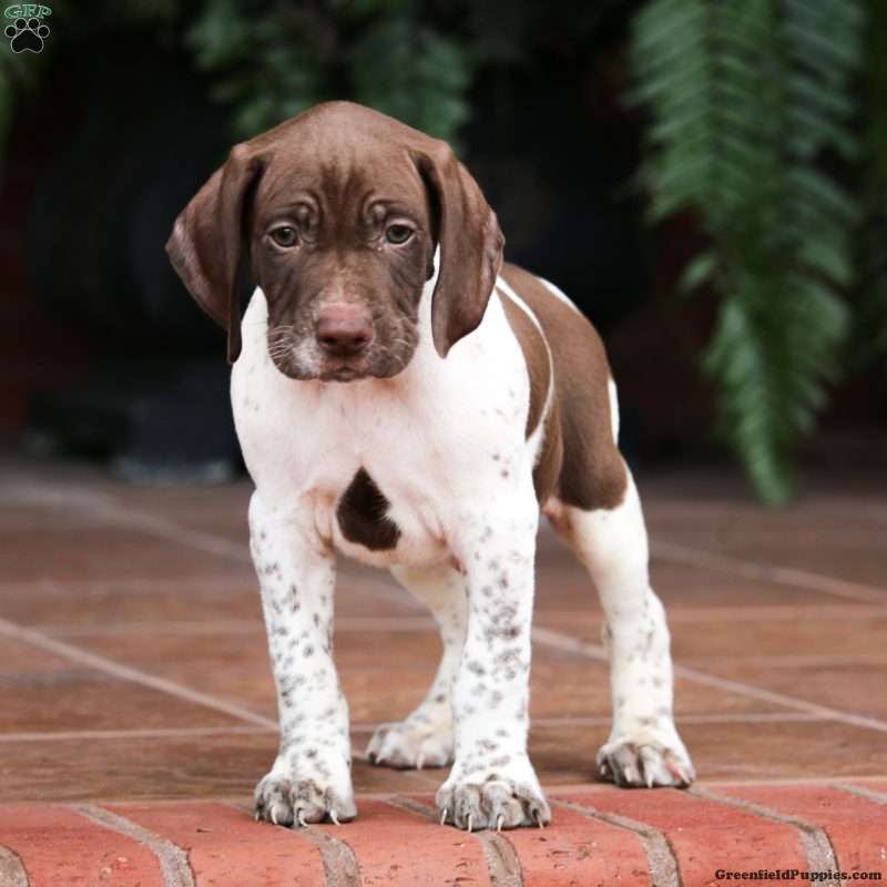 5 Facts About the Braque Francais - Greenfield Puppies