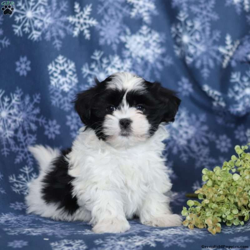 Mal-Shi Puppies For Sale | Greenfield Puppies