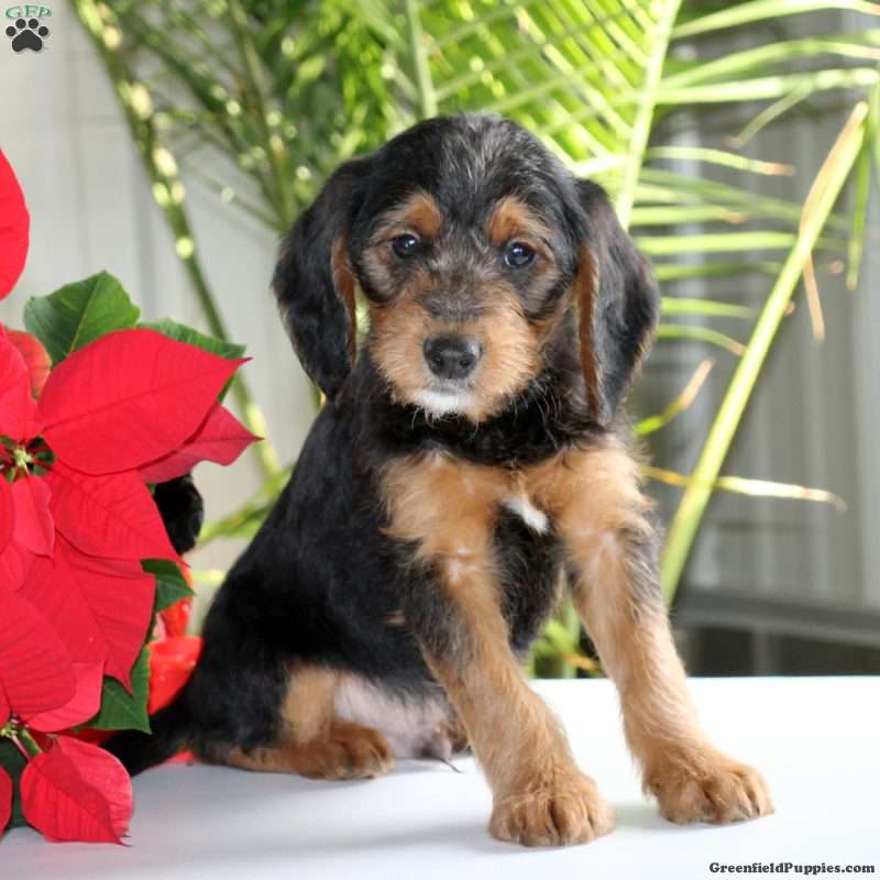 Poogle Puppies For Sale | Greenfield Puppies