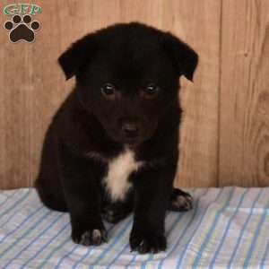 Poogle Puppies For Sale | Greenfield Puppies