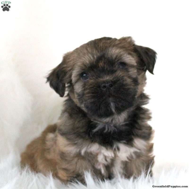 Havashu Puppies For Sale - Greenfield Puppies