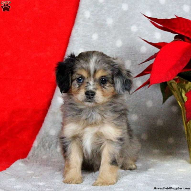 Cavapom Puppies For Sale | Greenfield Puppies