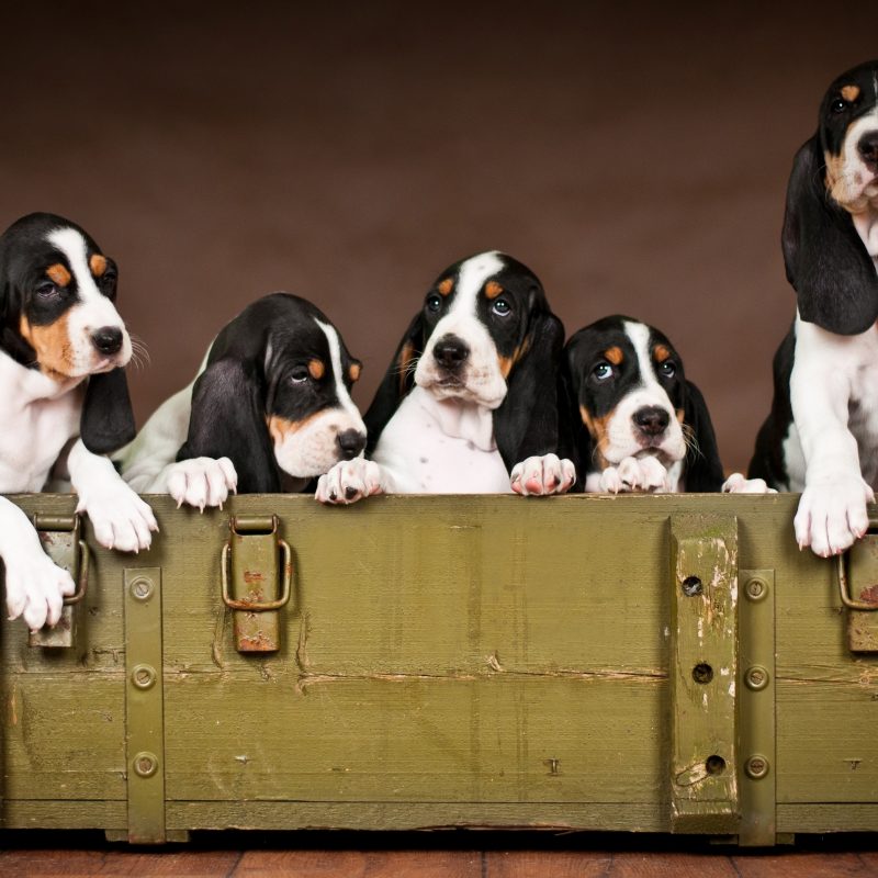 What is a Hound Dog? - Types of Hound Dogs | Greenfield Puppies