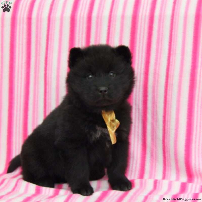 Chow Chow Mix Puppies for Sale | Greenfield Puppies