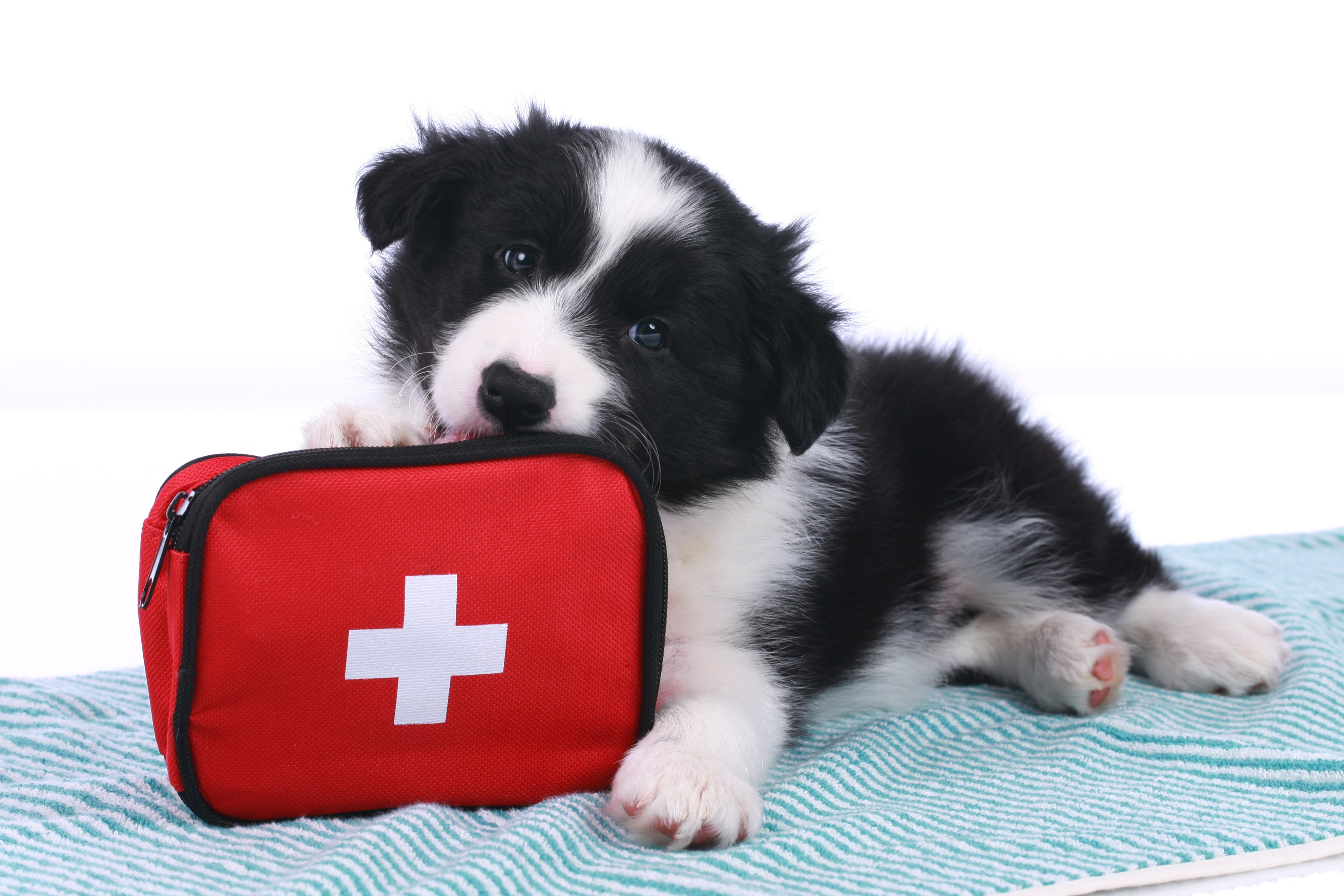 22 Things to Include in Your Dog First Aid Kit | Greenfield Puppies