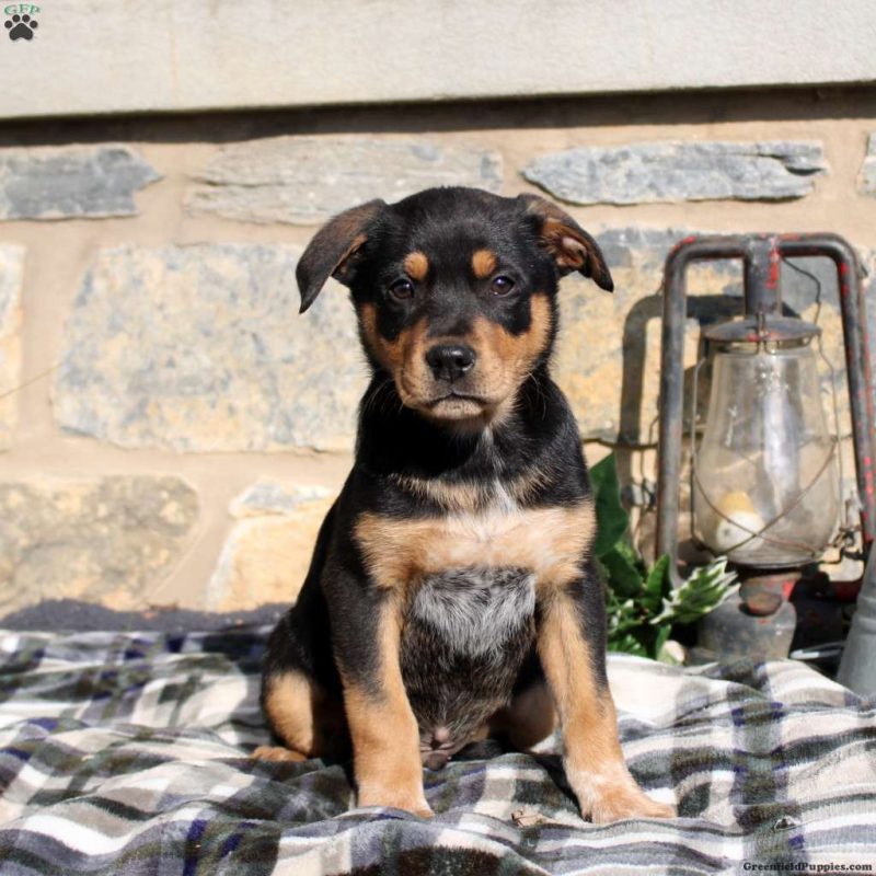 English Shepherd Mix Puppies for Sale | Greenfield Puppies
