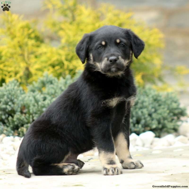 English Shepherd Mix Puppies for Sale | Greenfield Puppies