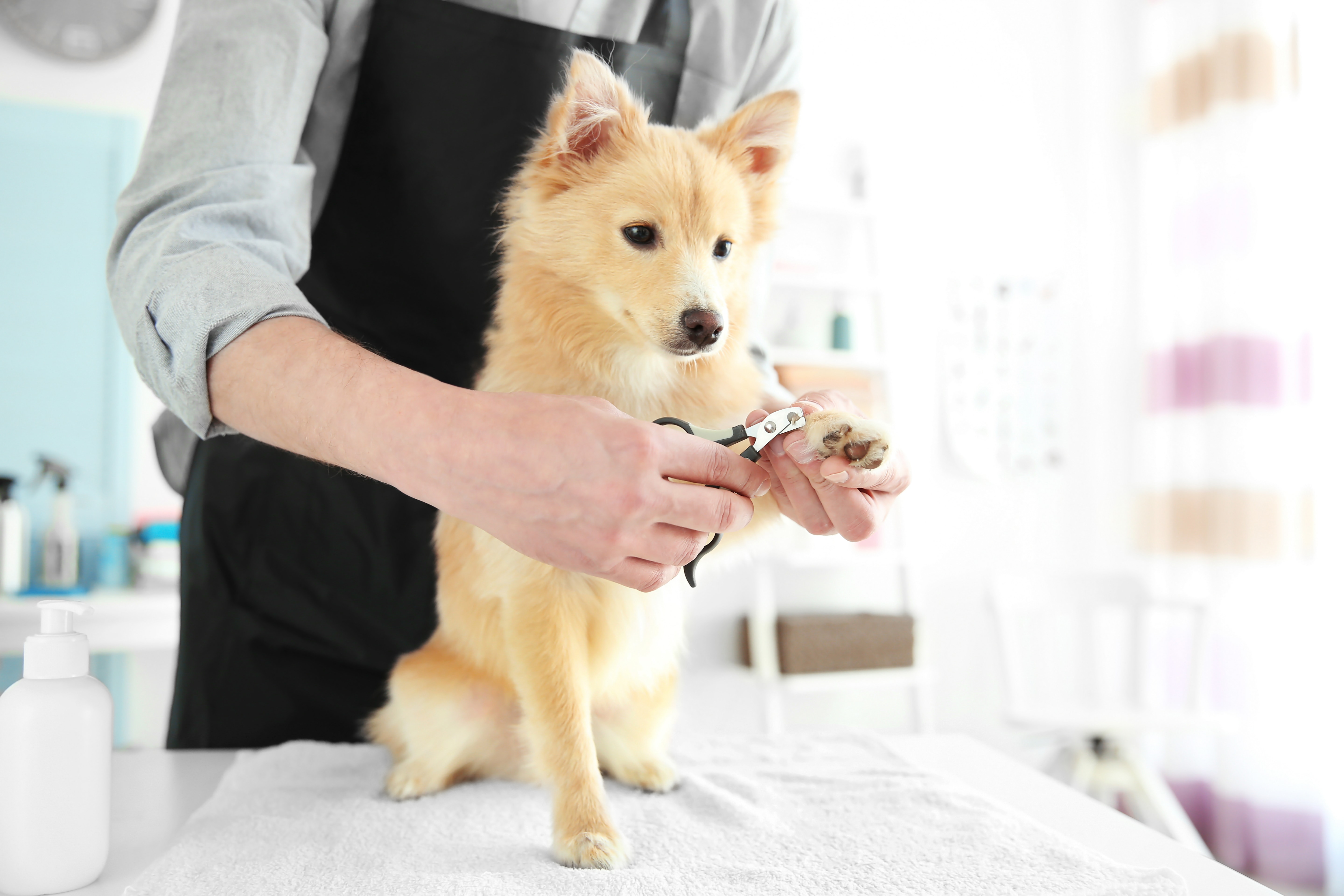 4 Tips for Choosing the Right Dog Groomer | Greenfield Puppies