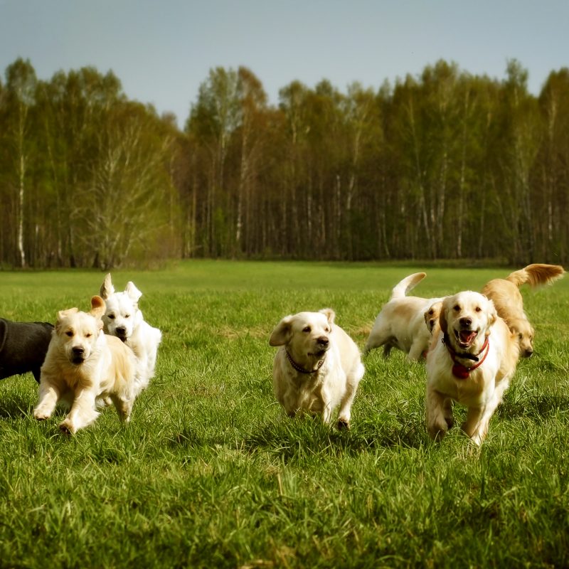 15 of the Most Active Dog Breeds - Greenfield Puppies