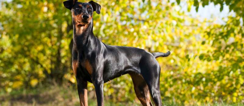 German Pinscher Puppies for Sale - Greenfield Puppies German Pinscher Puppies for Sale - Greenfield Puppies