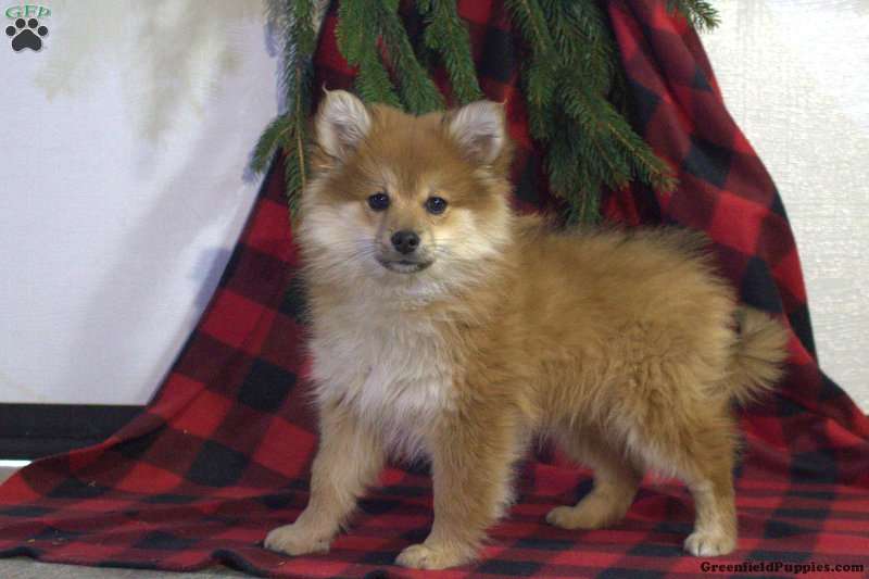 Eskipom Puppies