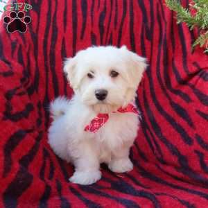 David & Naomi Smucker - Greenfield Puppies