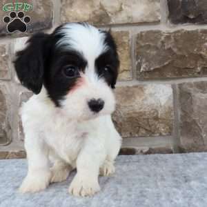 David & Naomi Smucker - Greenfield Puppies