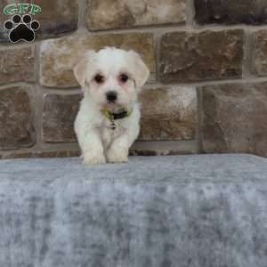 David & Naomi Smucker - Greenfield Puppies