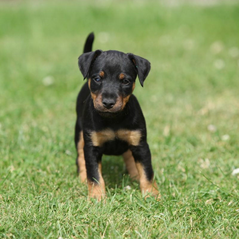 4 Useful Facts About Jagdterriers - Greenfield Puppies