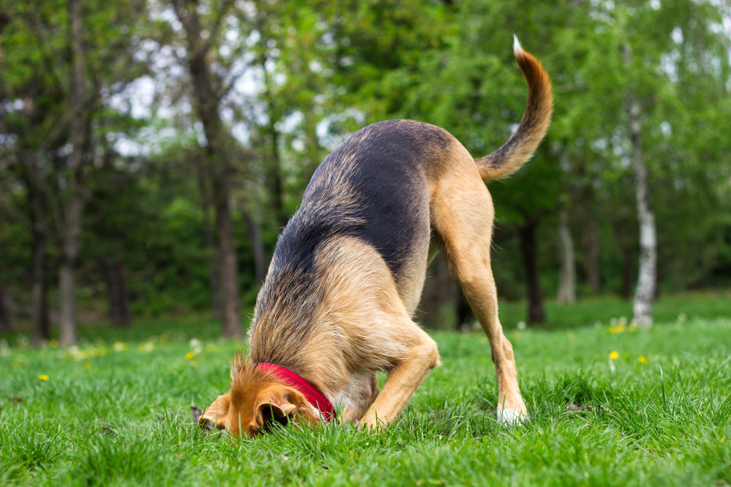 Why Do Dogs Like to Bury Bones and Other Objects?
