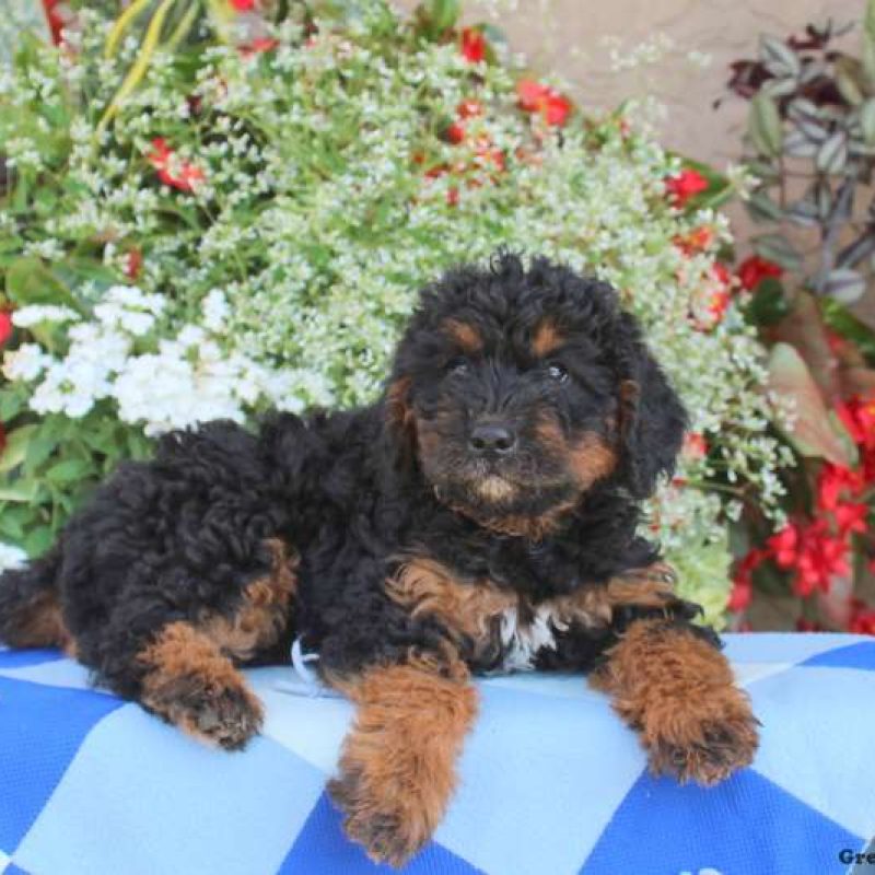 Aki-Poo Puppies for Sale | Greenfield Puppies