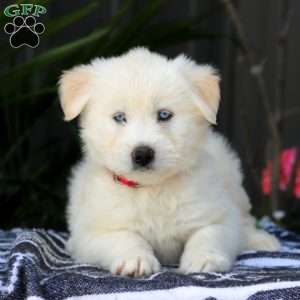 Linda Beiler - Greenfield Puppies
