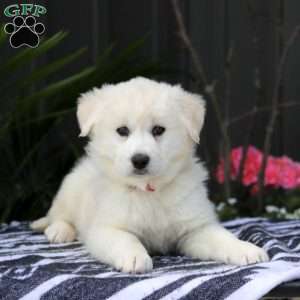 Linda Beiler - Greenfield Puppies