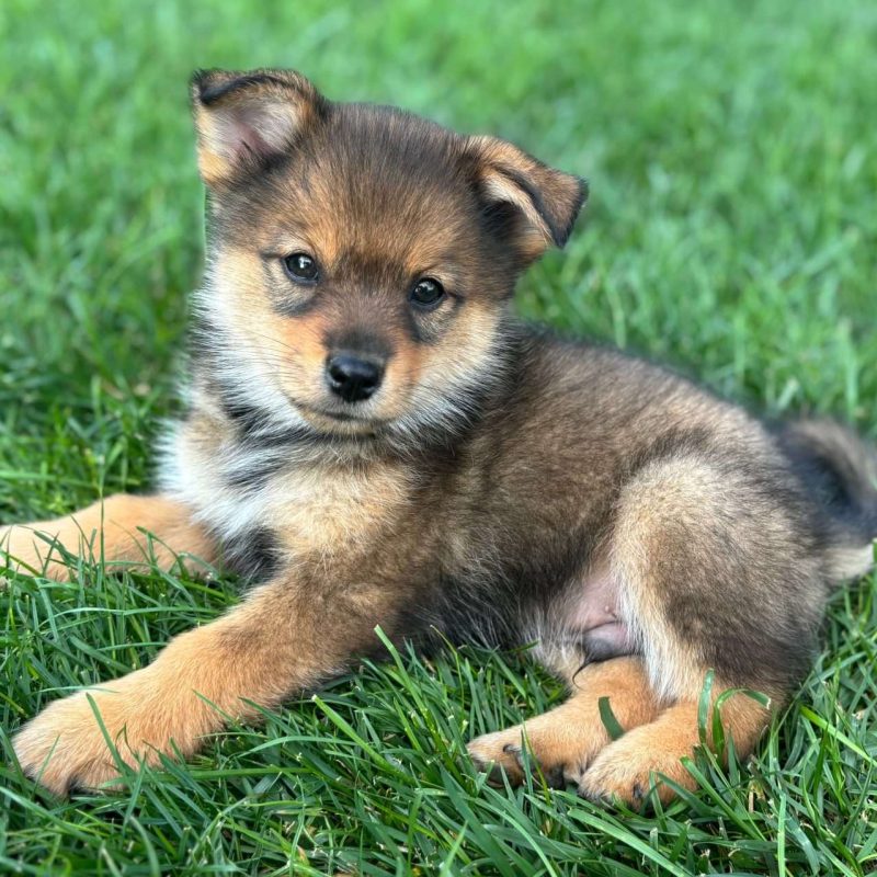 Mini Elkhound Puppies for Sale | Greenfield Puppies