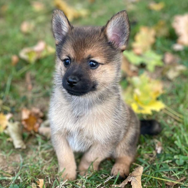 Mini Elkhound Puppies for Sale | Greenfield Puppies