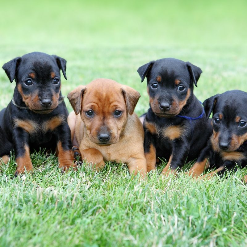 5 Facts About Miniature Pinschers | Greenfield Puppies