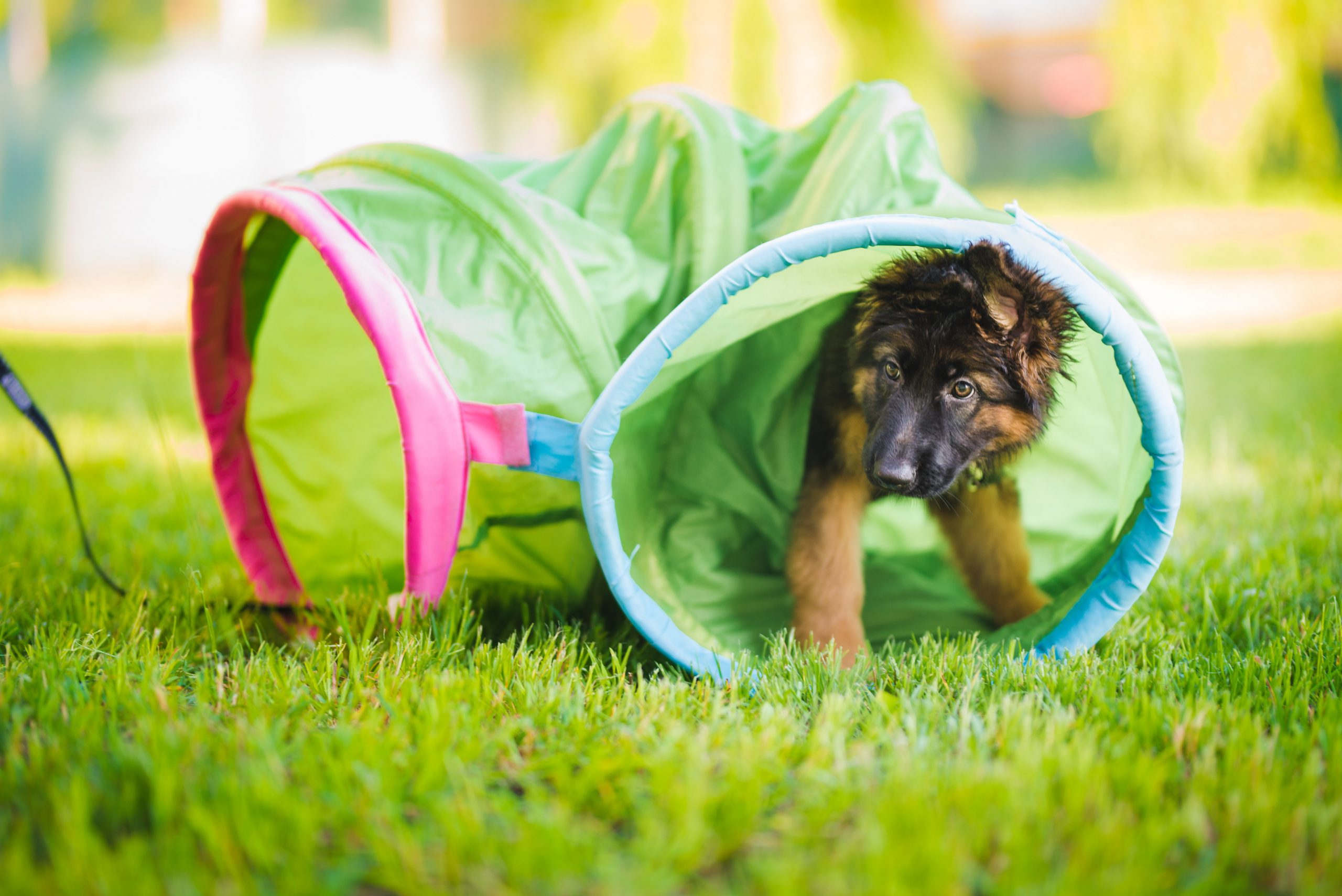 How to Keep Your Dog Engaged During Training Sessions | GFP