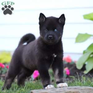 Daniel Zook - Greenfield Puppies