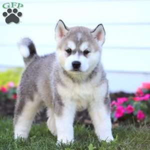 Daniel Zook - Greenfield Puppies