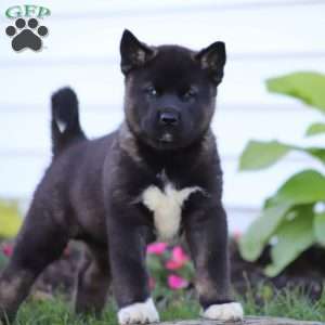 Daniel Zook - Greenfield Puppies