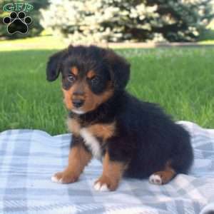 Benuel & Rachel Smucker - Greenfield Puppies