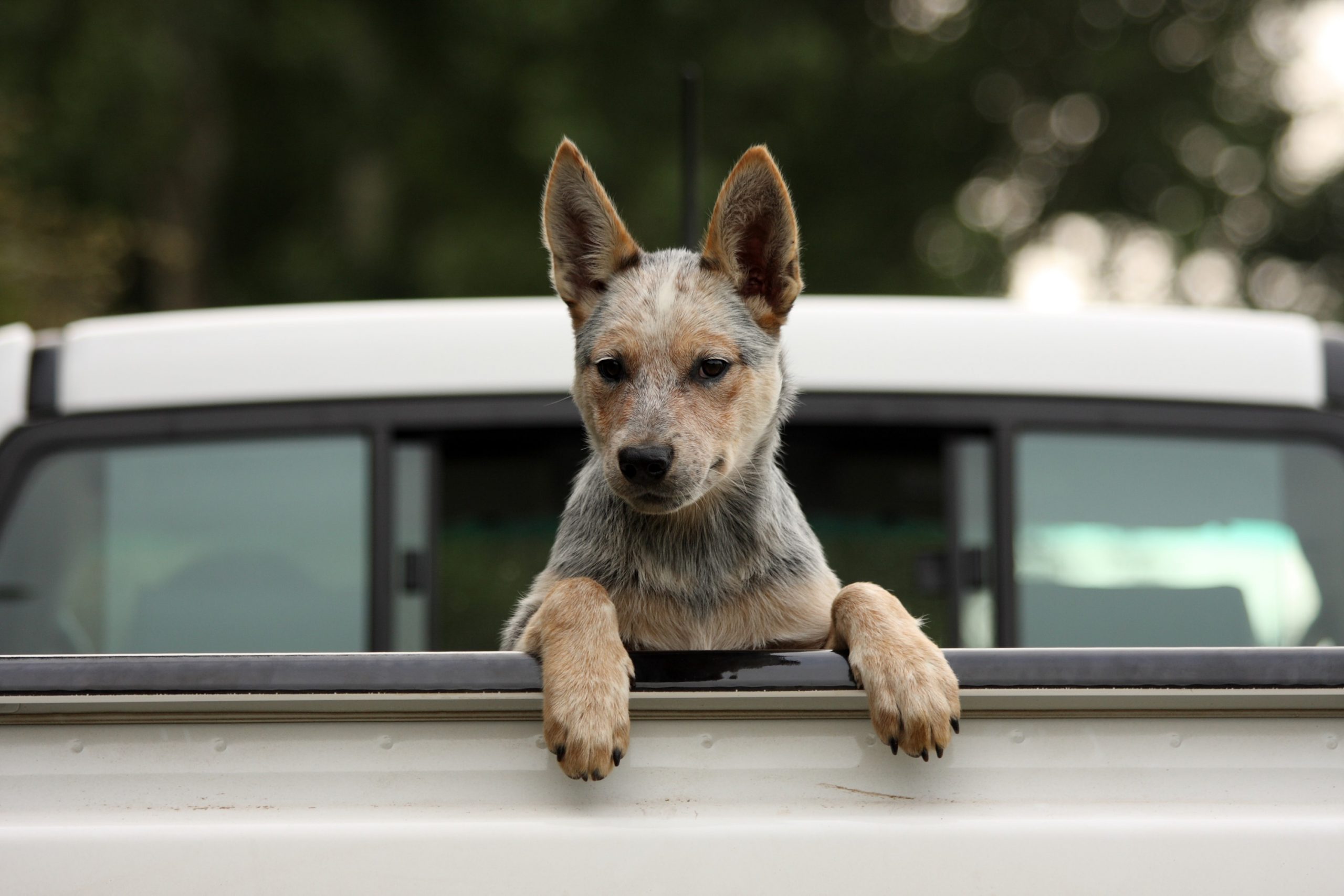 6 Useful Tips for Tailgating With Dogs | Greenfield Puppies
