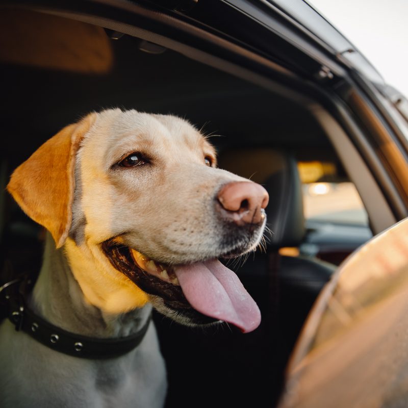 South Dakota Dog-Friendly Travel Guide | Greenfield Puppies