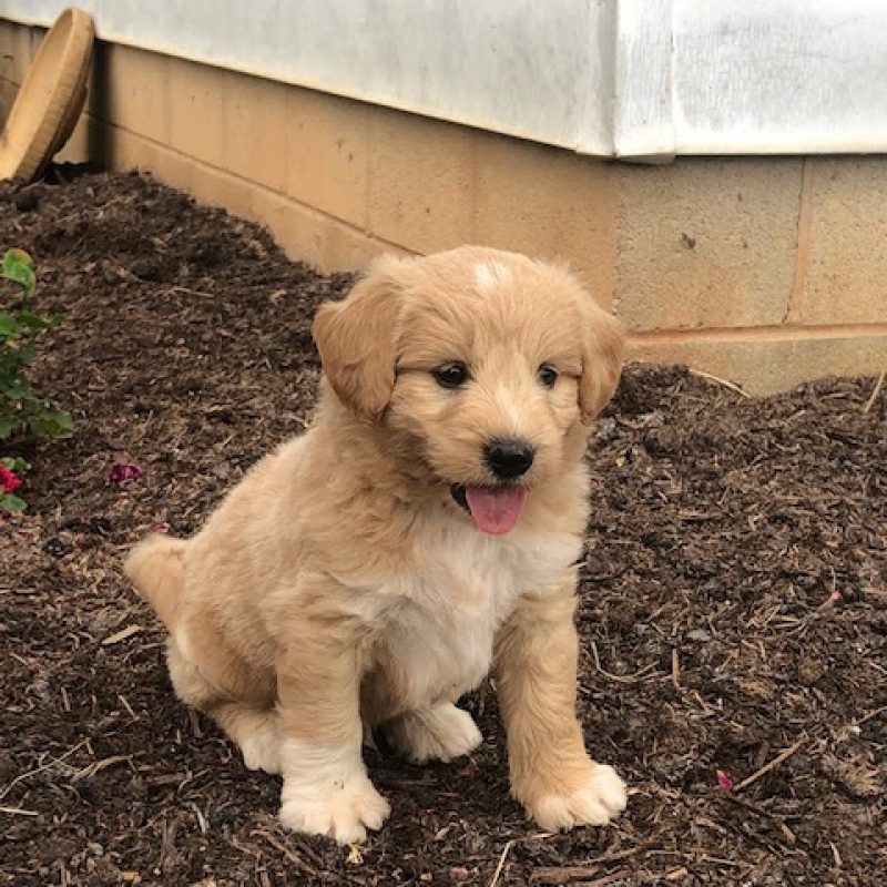 Mini Pyredoodle Puppies for Sale | Greenfield Puppies