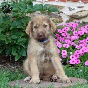 Maria Nolt - Greenfield Puppies