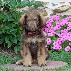 Maria Nolt - Greenfield Puppies