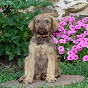 Maria Nolt - Greenfield Puppies