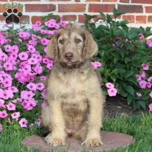 Maria Nolt - Greenfield Puppies