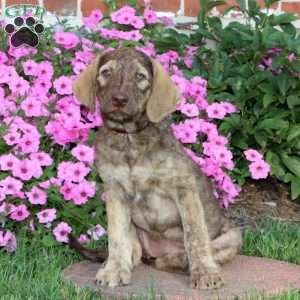 Maria Nolt - Greenfield Puppies